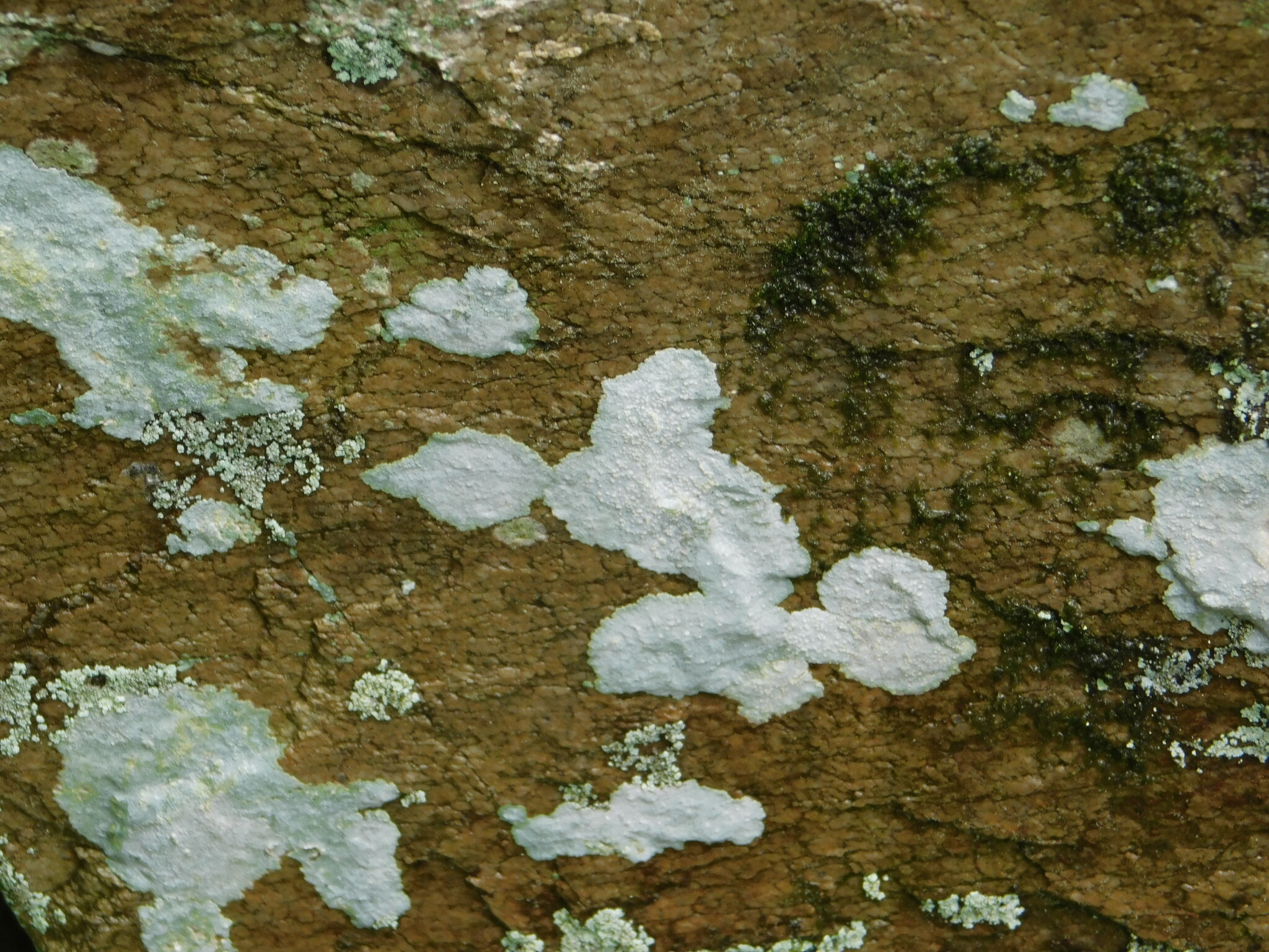 Media of Phlyctis petraea - Maryland Biodiversity Project