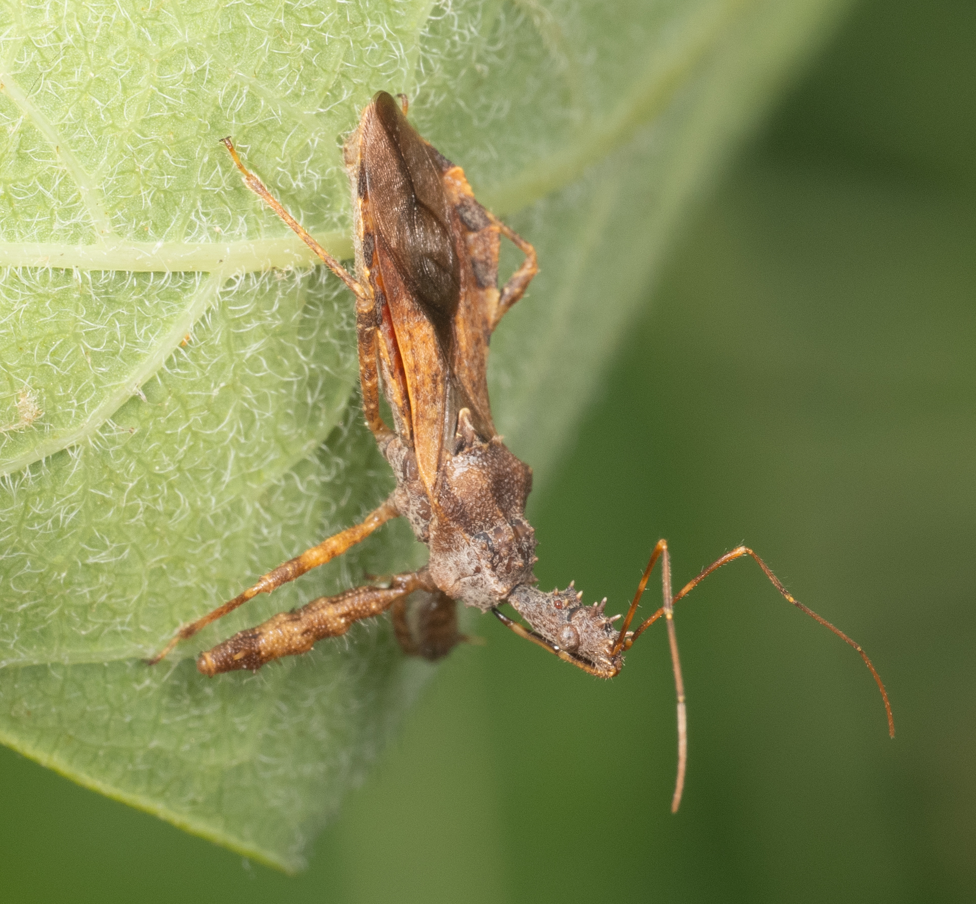 Maryland Biodiversity - View Thumbnails - Genus: Sinea - Spiny Assassin ...