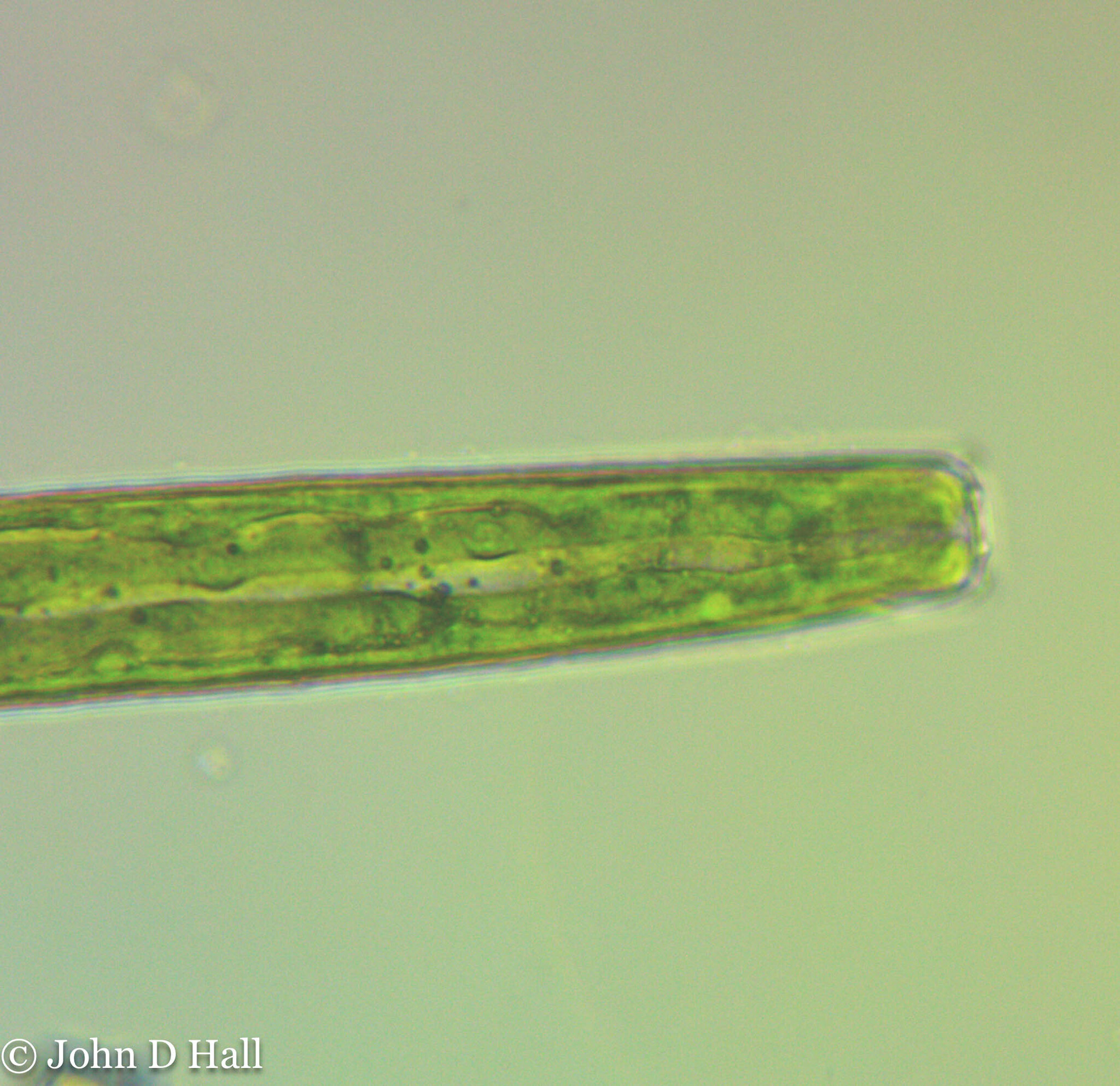 About Pleurotaenium ehrenbergii - Maryland Biodiversity Project