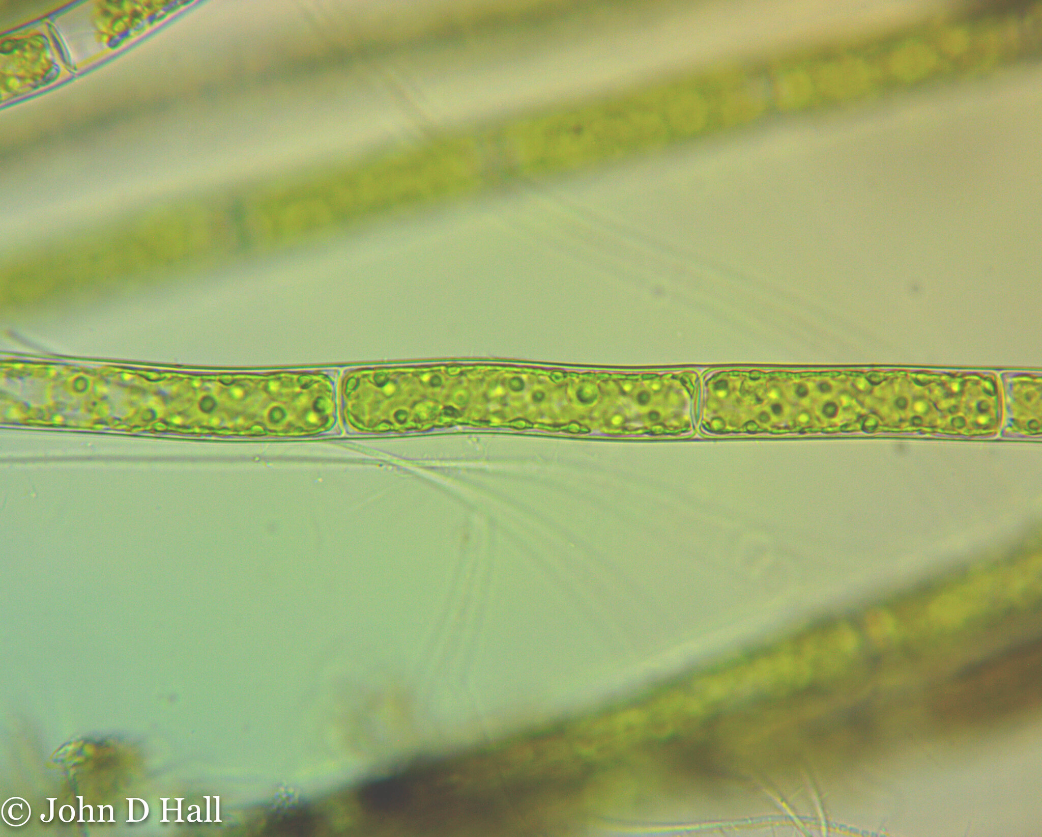 About Rhizoclonium sp. - Maryland Biodiversity Project