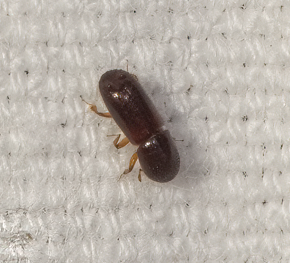 Media of Xyleborus sp. - Maryland Biodiversity Project