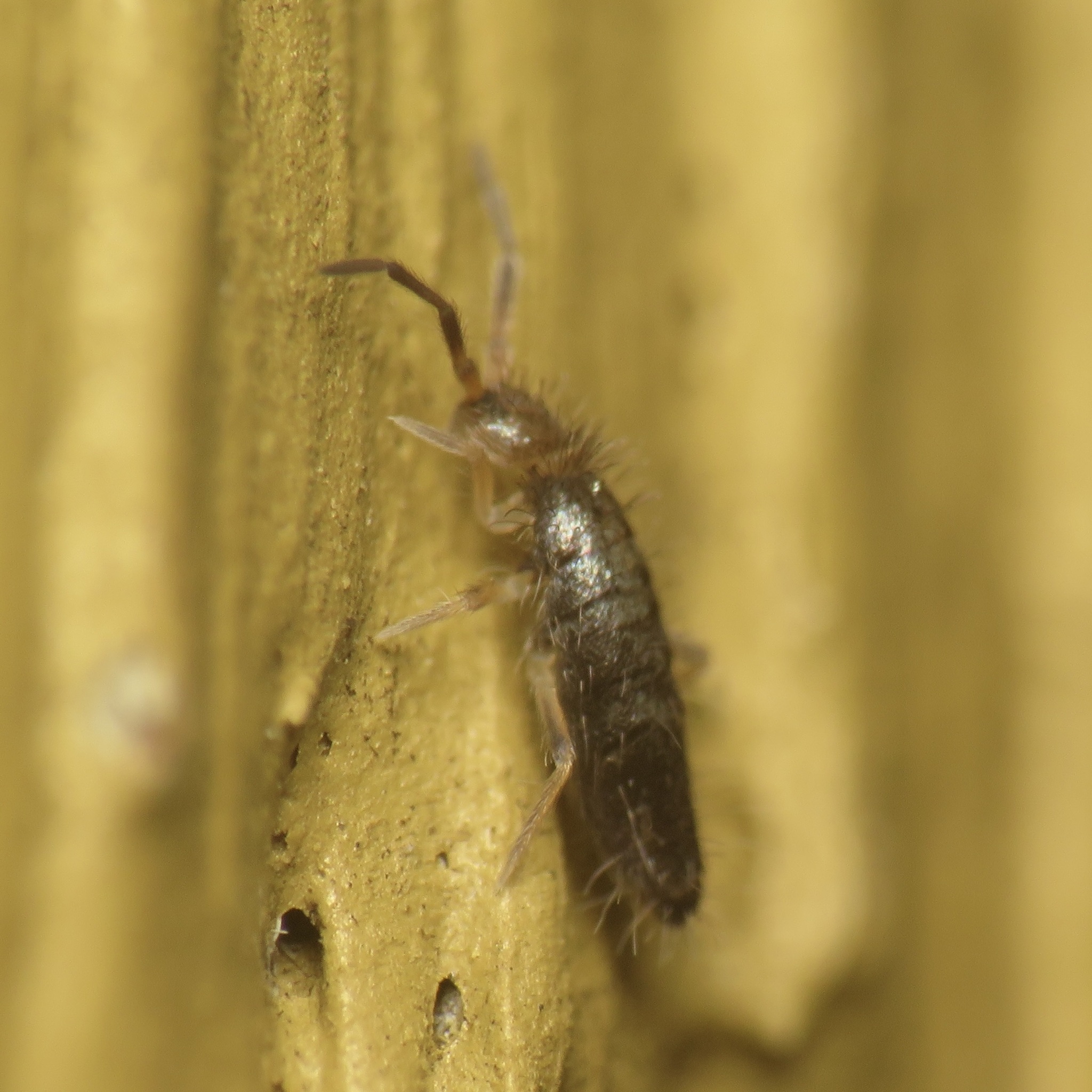 About Damp Grain Springtail - Maryland Biodiversity Project