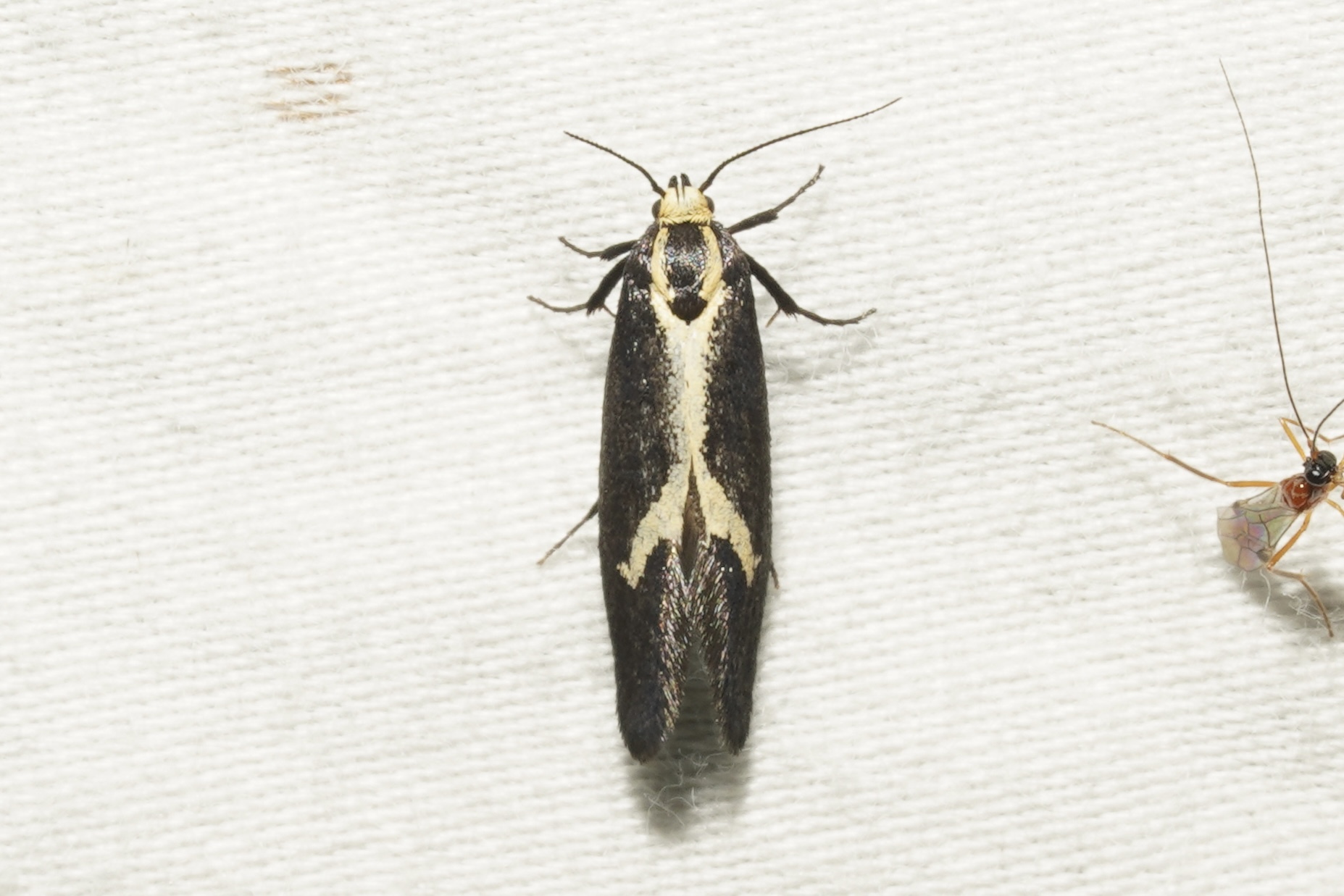 About Skunk Moth - Maryland Biodiversity Project