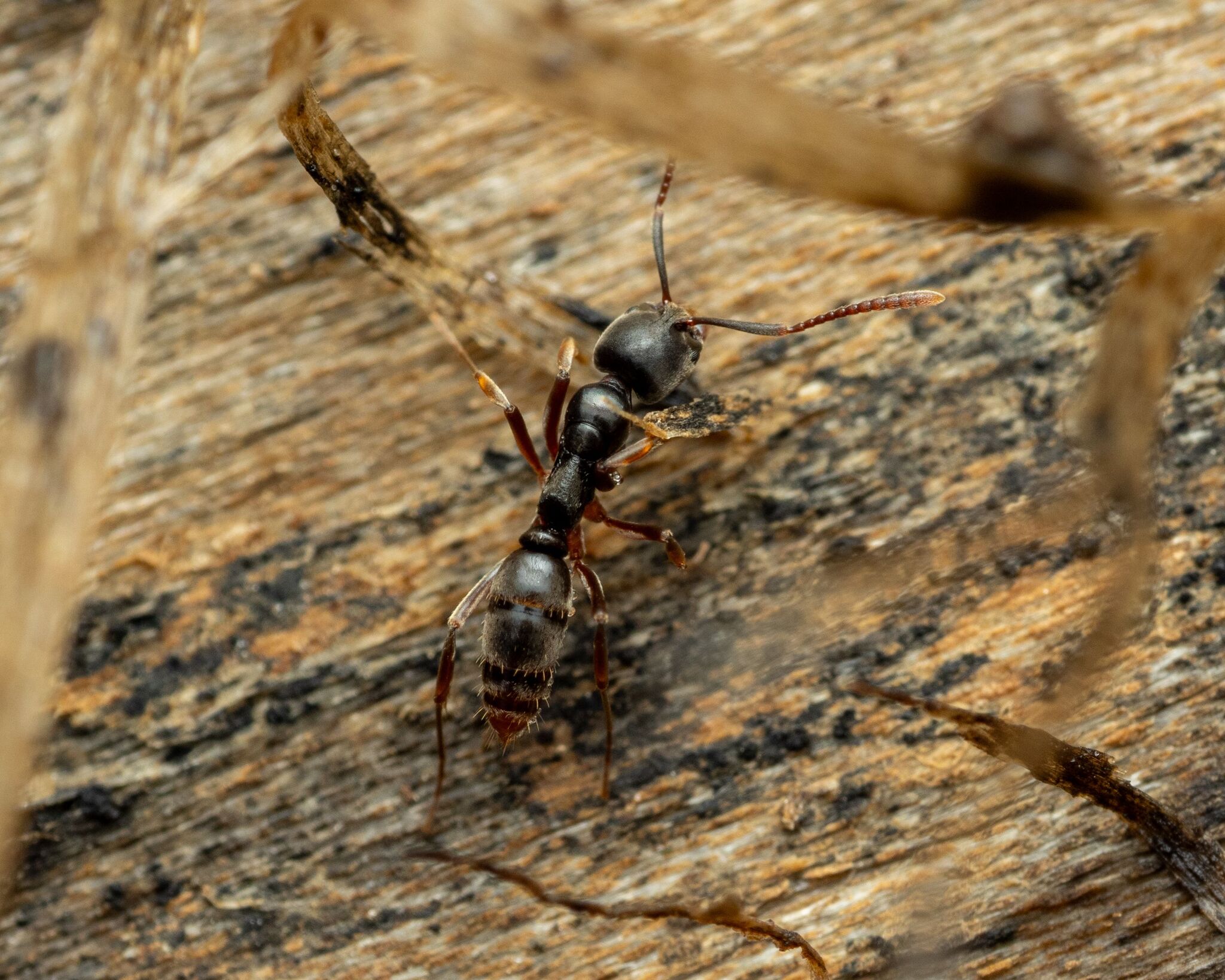 About Asian Needle Ant - Maryland Biodiversity Project