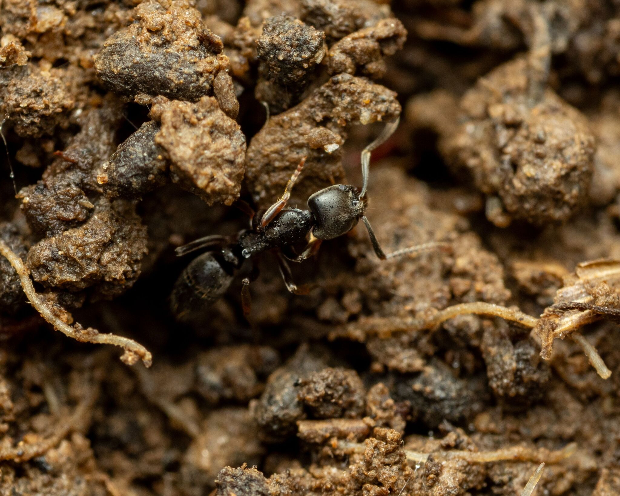 About Asian Needle Ant - Maryland Biodiversity Project