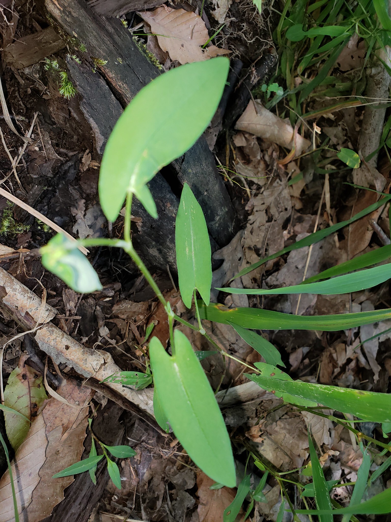 About Arrow-leaved Tearthumb - Maryland Biodiversity Project