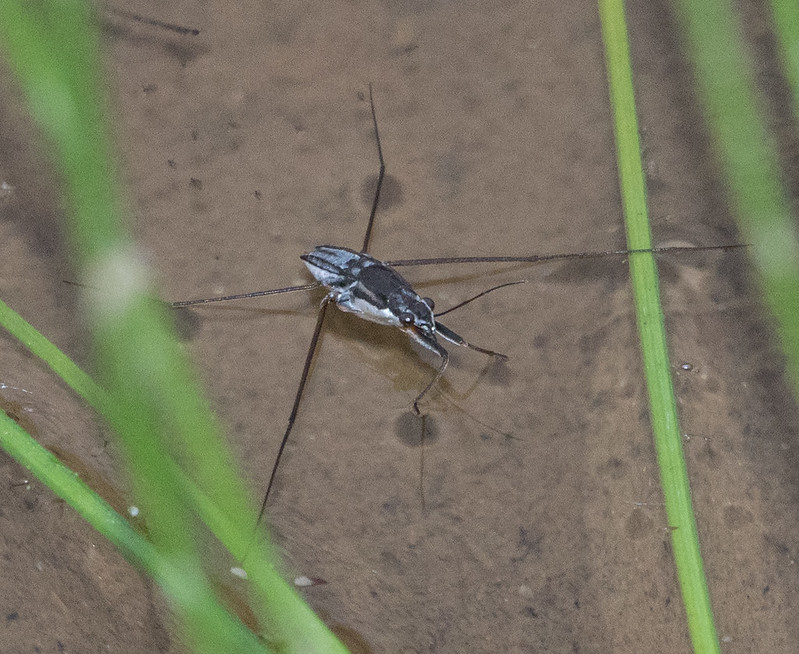 About Neogerris hesione - Maryland Biodiversity Project