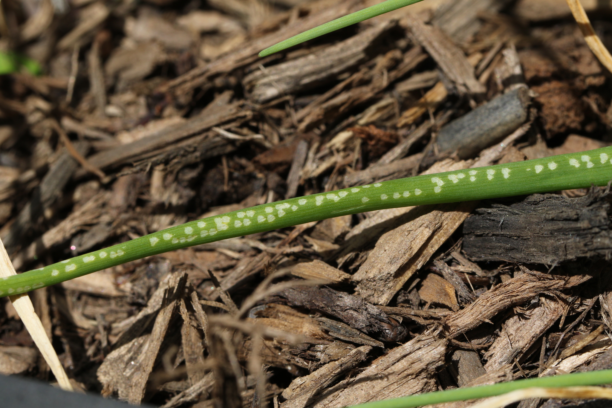 Record #1106594 Details - Maryland Biodiversity Project