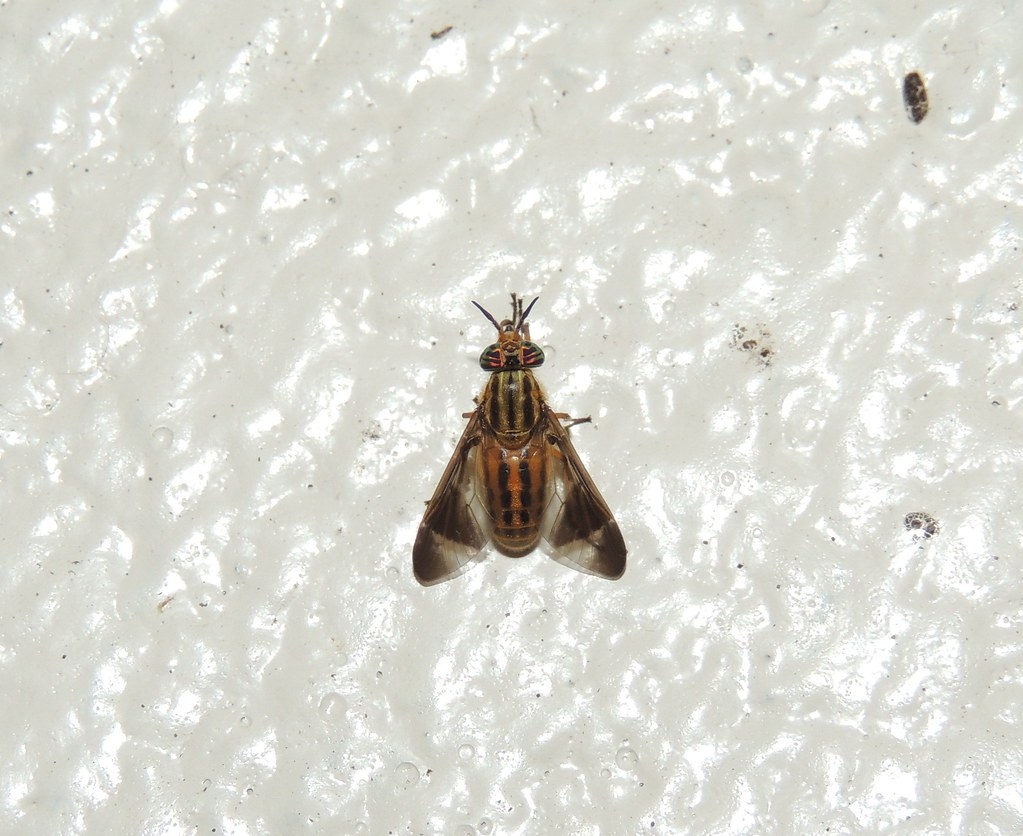 About Chrysops beameri - Maryland Biodiversity Project