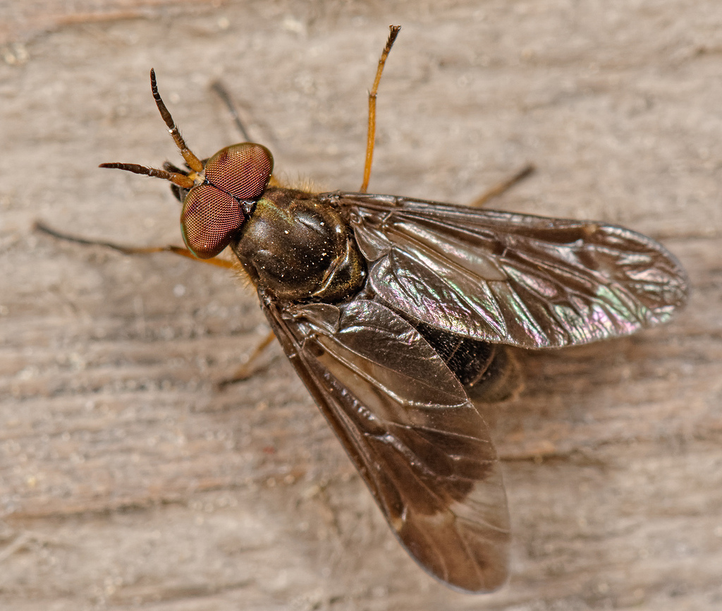 About Chrysops dacne - Maryland Biodiversity Project