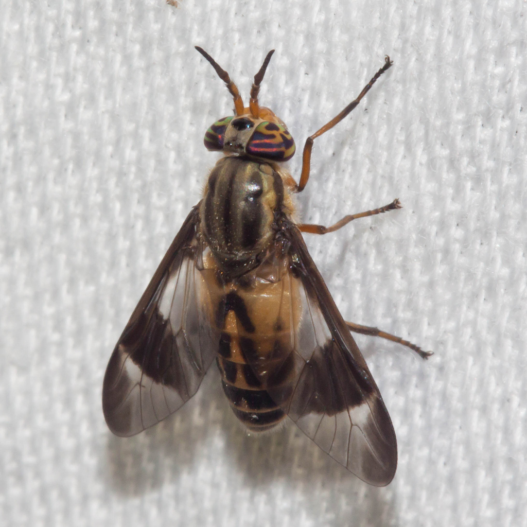 About Chrysops montanus - Maryland Biodiversity Project