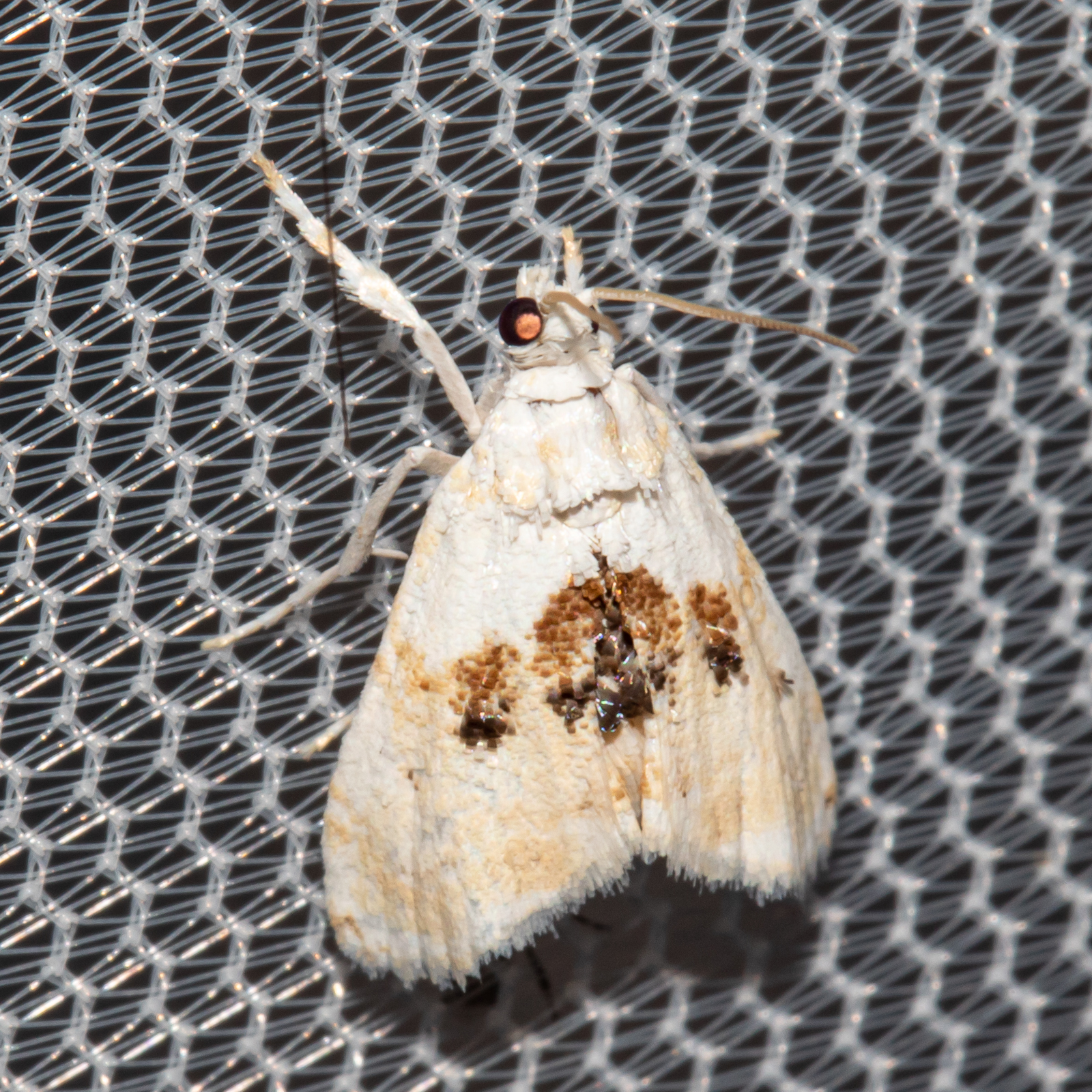 About Exposed Lipocosma Moth - Maryland Biodiversity Project