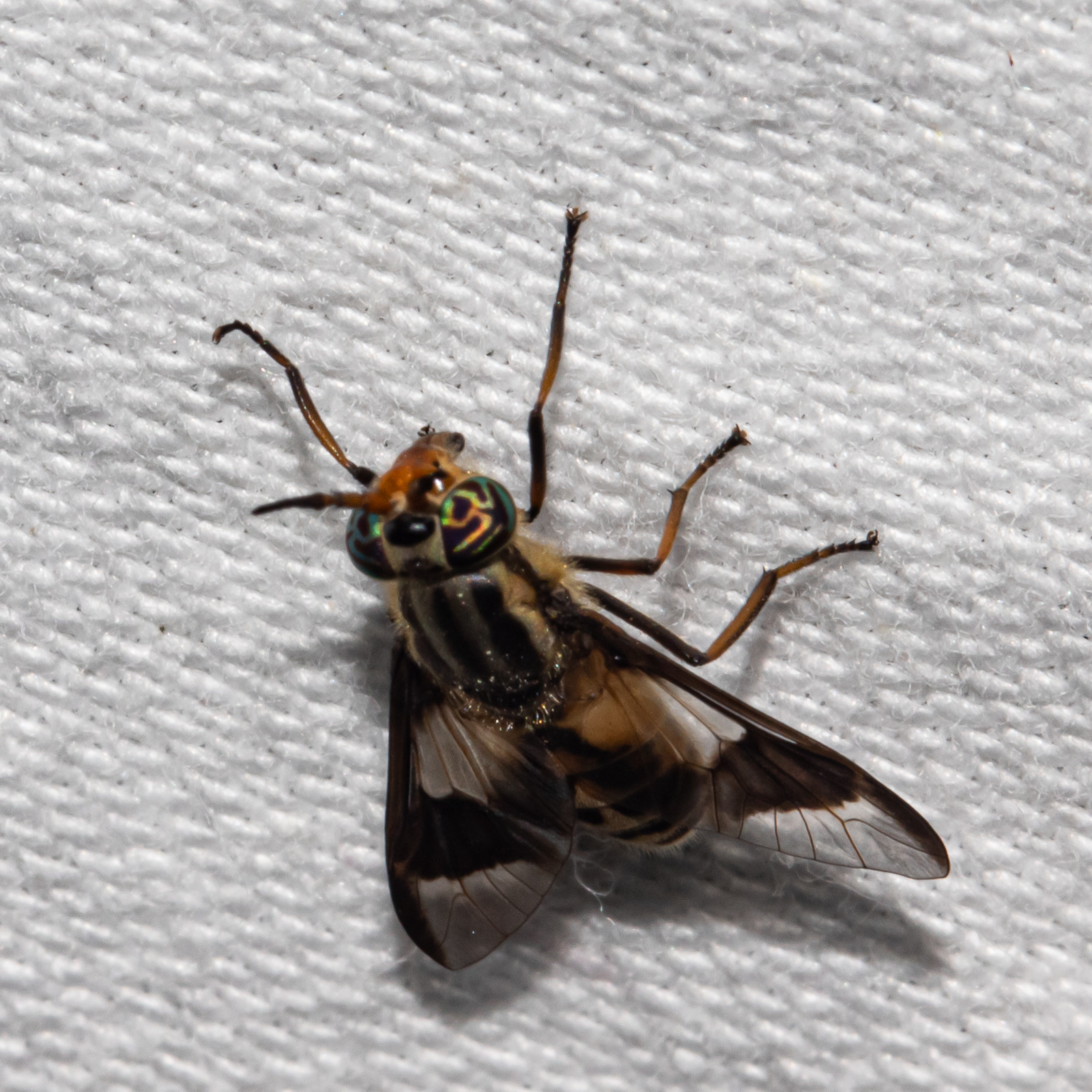 Record #1260352 Details - Maryland Biodiversity Project