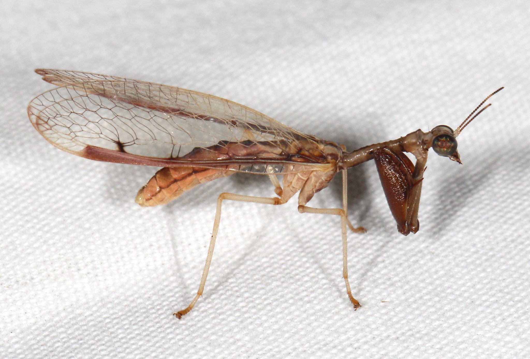 Record #1445399 Details - Maryland Biodiversity Project