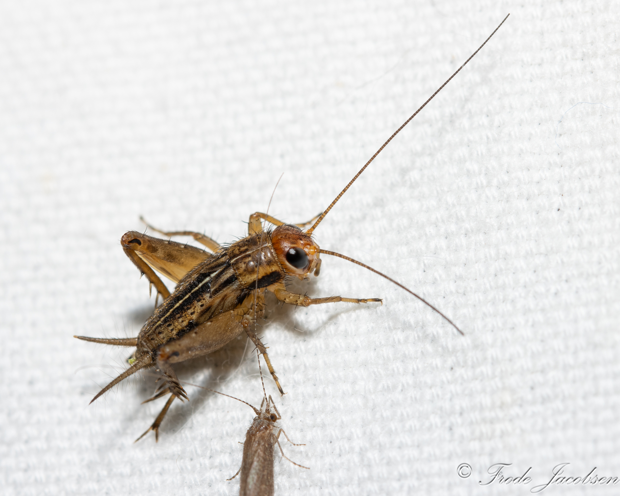 About Striped Ground Cricket - Maryland Biodiversity Project