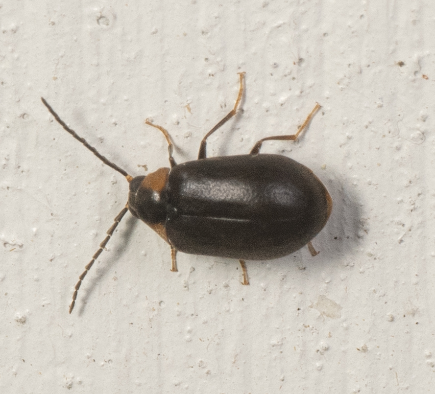 About Ectopria nervosa - Maryland Biodiversity Project