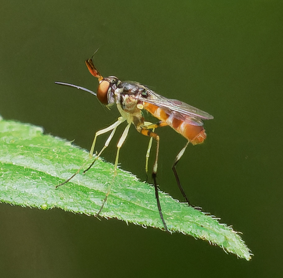 About Stylogaster neglecta - Maryland Biodiversity Project