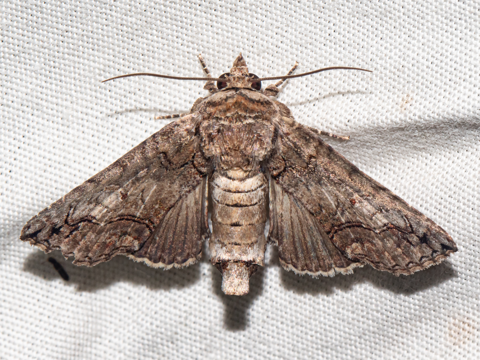 About Large Paectes Moth - Maryland Biodiversity Project