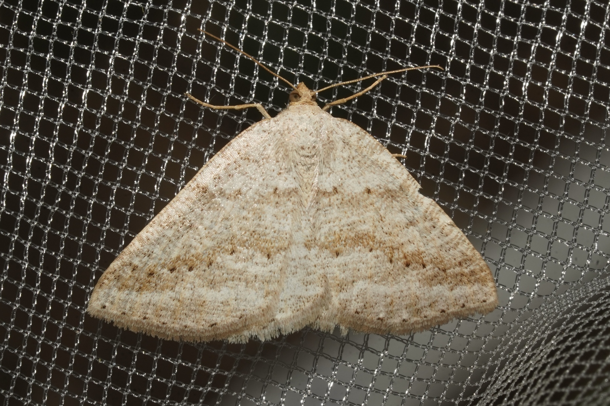 About Pale Alder Moth - Maryland Biodiversity Project