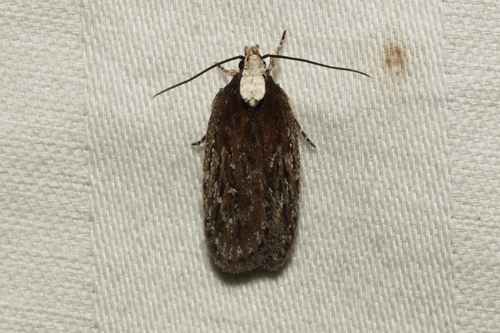 About Purple Carrot-seed Moth - Maryland Biodiversity Project