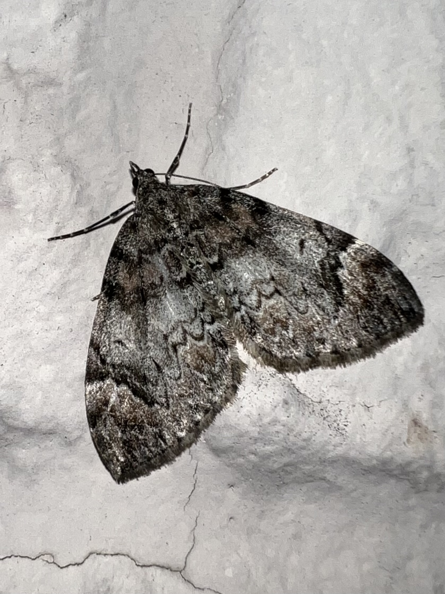 About Dark Marbled Carpet Moth - Maryland Biodiversity Project