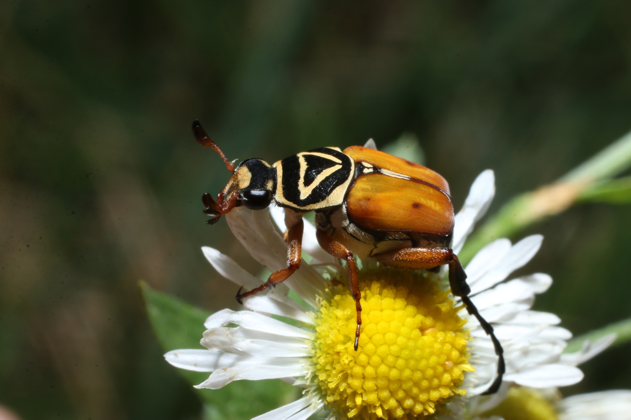 About Delta Flower Scarab - Maryland Biodiversity Project