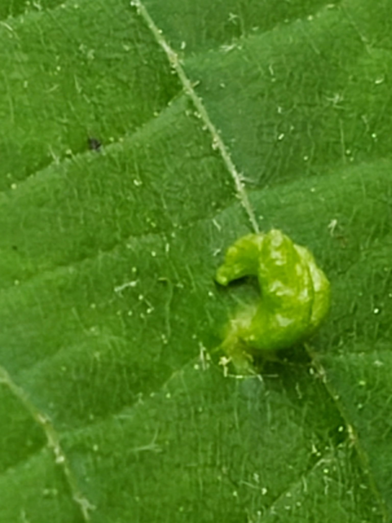 Media of Phytoptus abnormis - Maryland Biodiversity Project