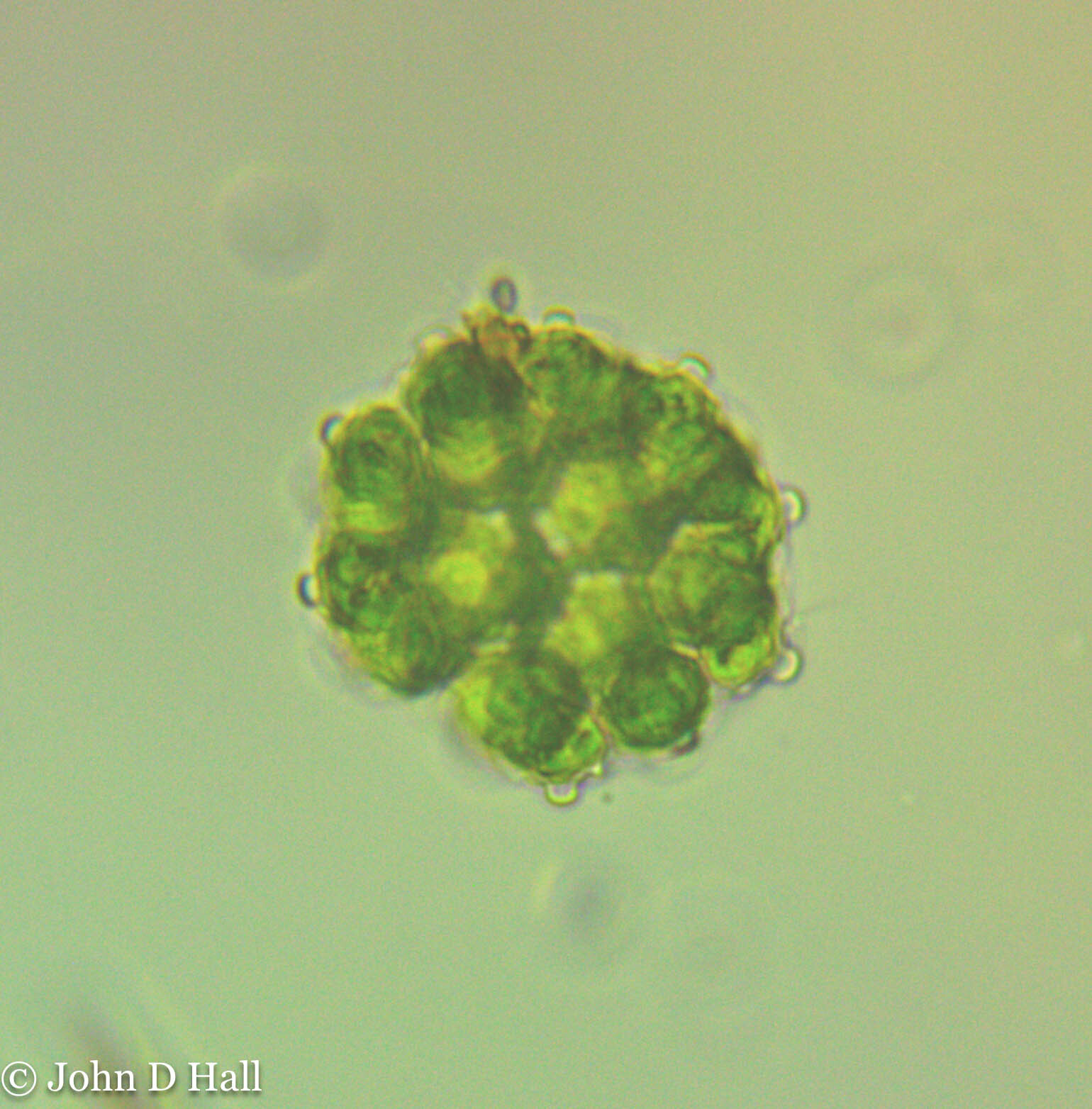 About Coelastrum pulchrum - Maryland Biodiversity Project