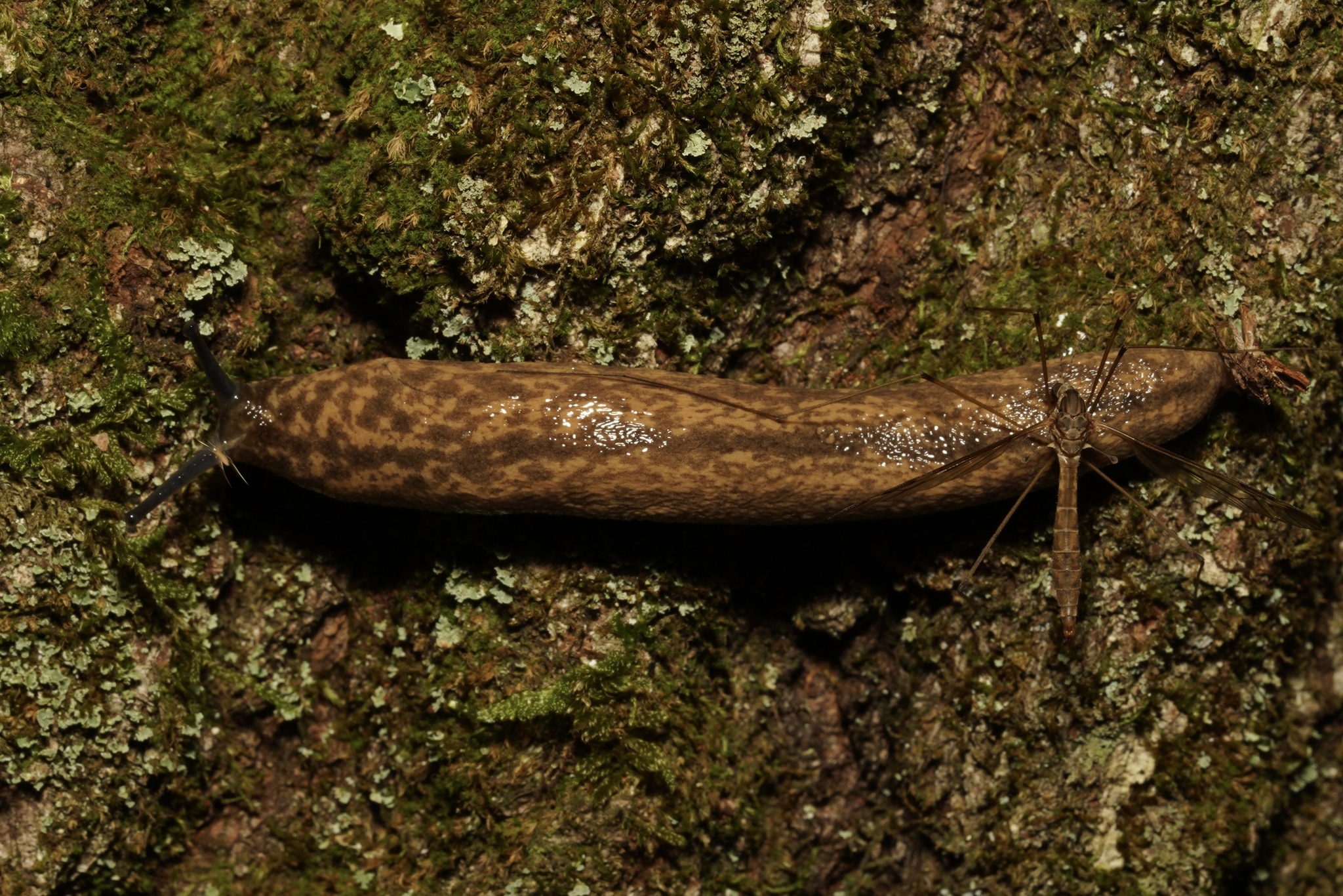 Media of Winding Mantleslug - Maryland Biodiversity Project