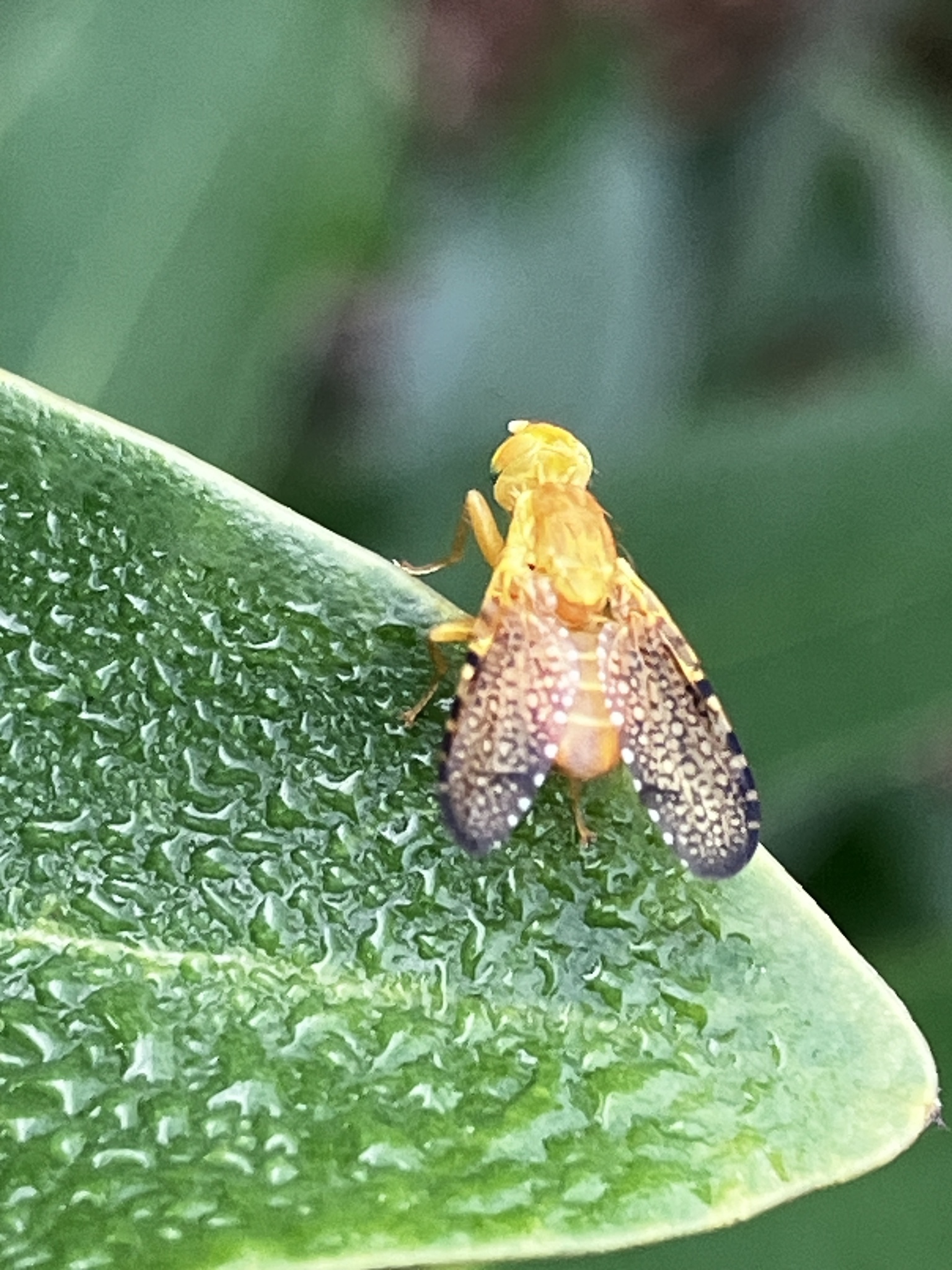 Media of Icterica circinata - Maryland Biodiversity Project