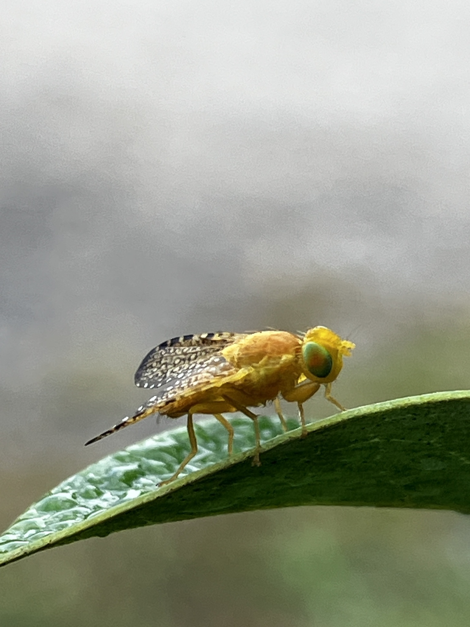 Media of Icterica circinata - Maryland Biodiversity Project