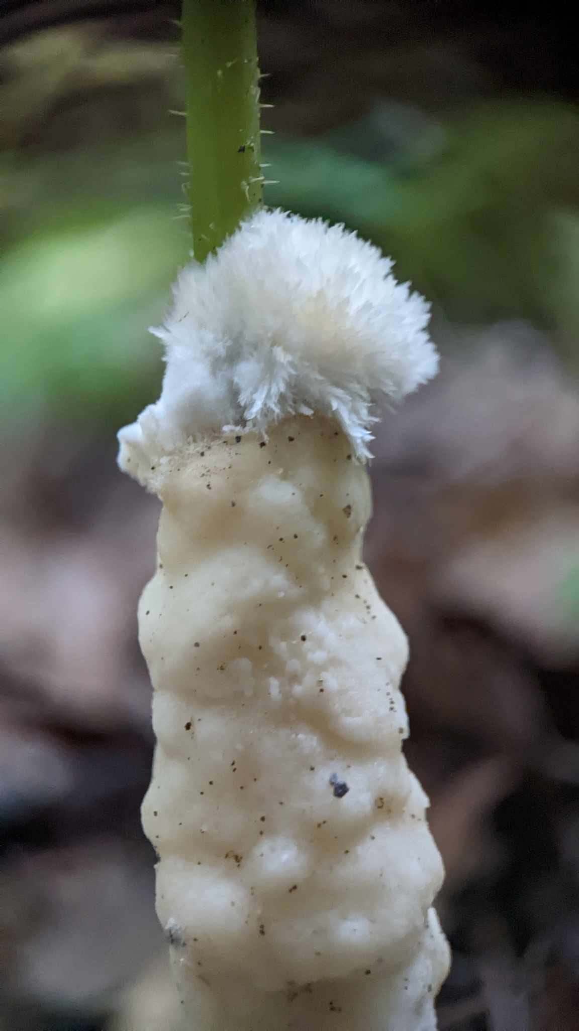 About Enveloping Crust - Maryland Biodiversity Project