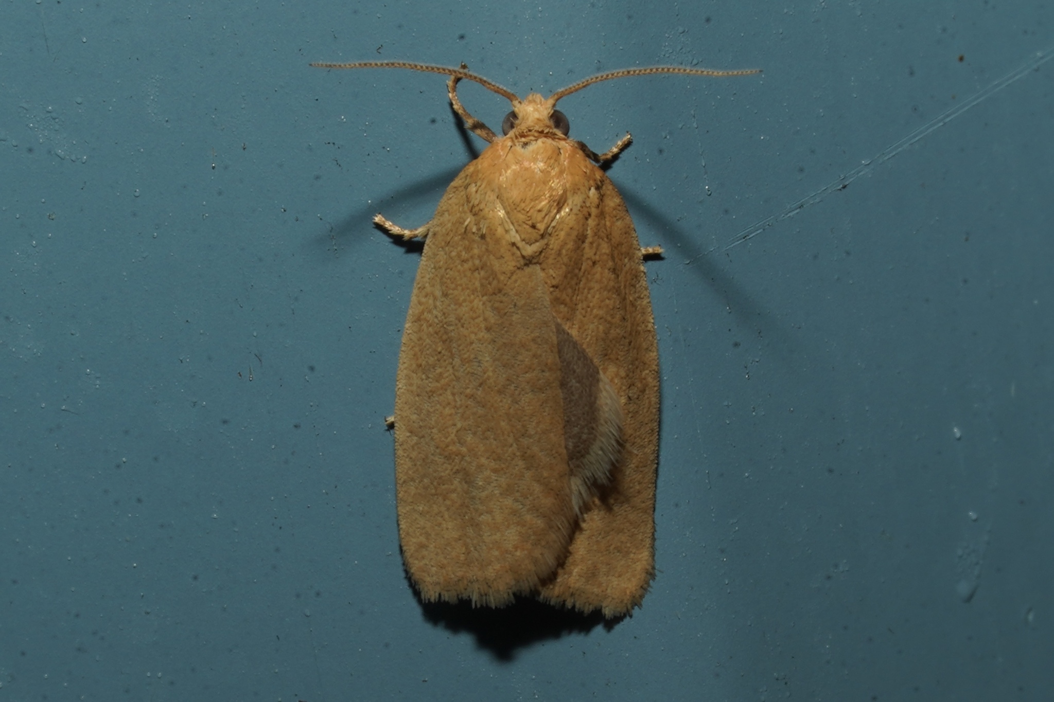 Record #1533159 Details - Maryland Biodiversity Project