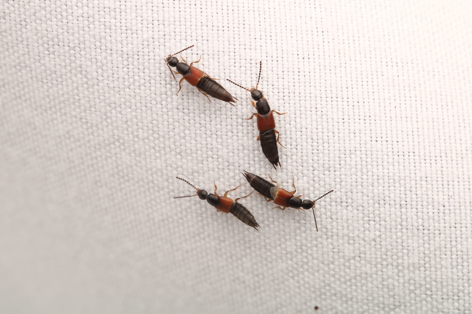 Record #1533183 Details - Maryland Biodiversity Project