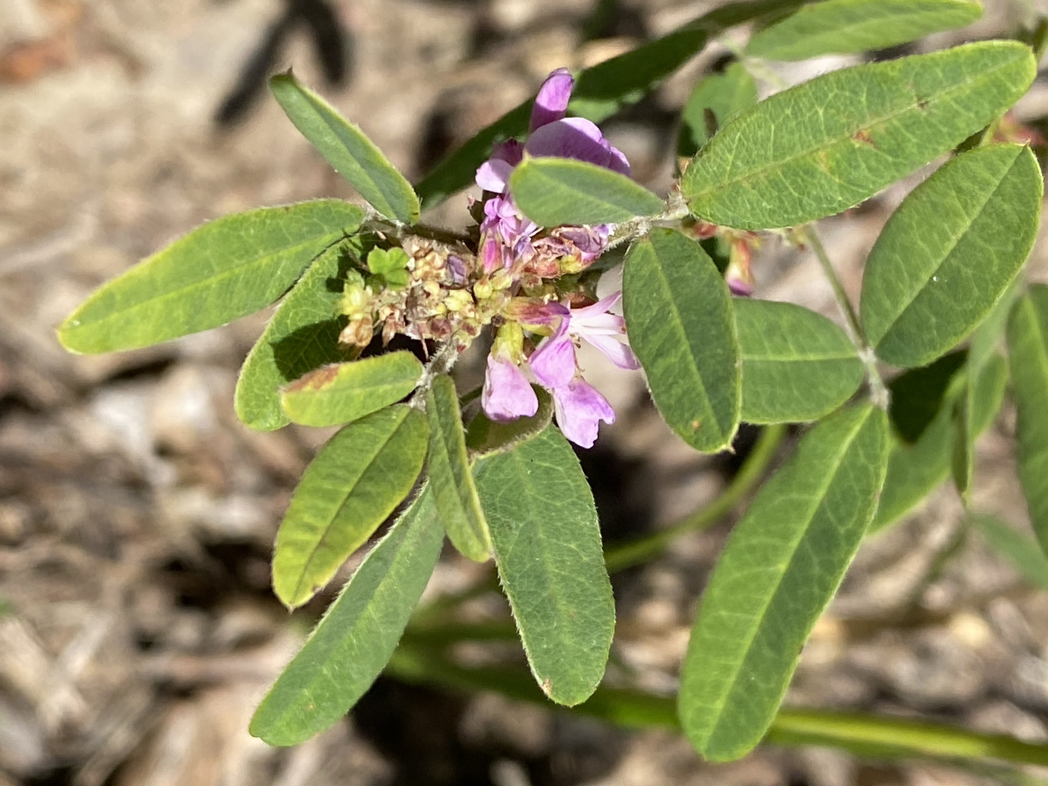 About Britton's Bushclover - Maryland Biodiversity Project