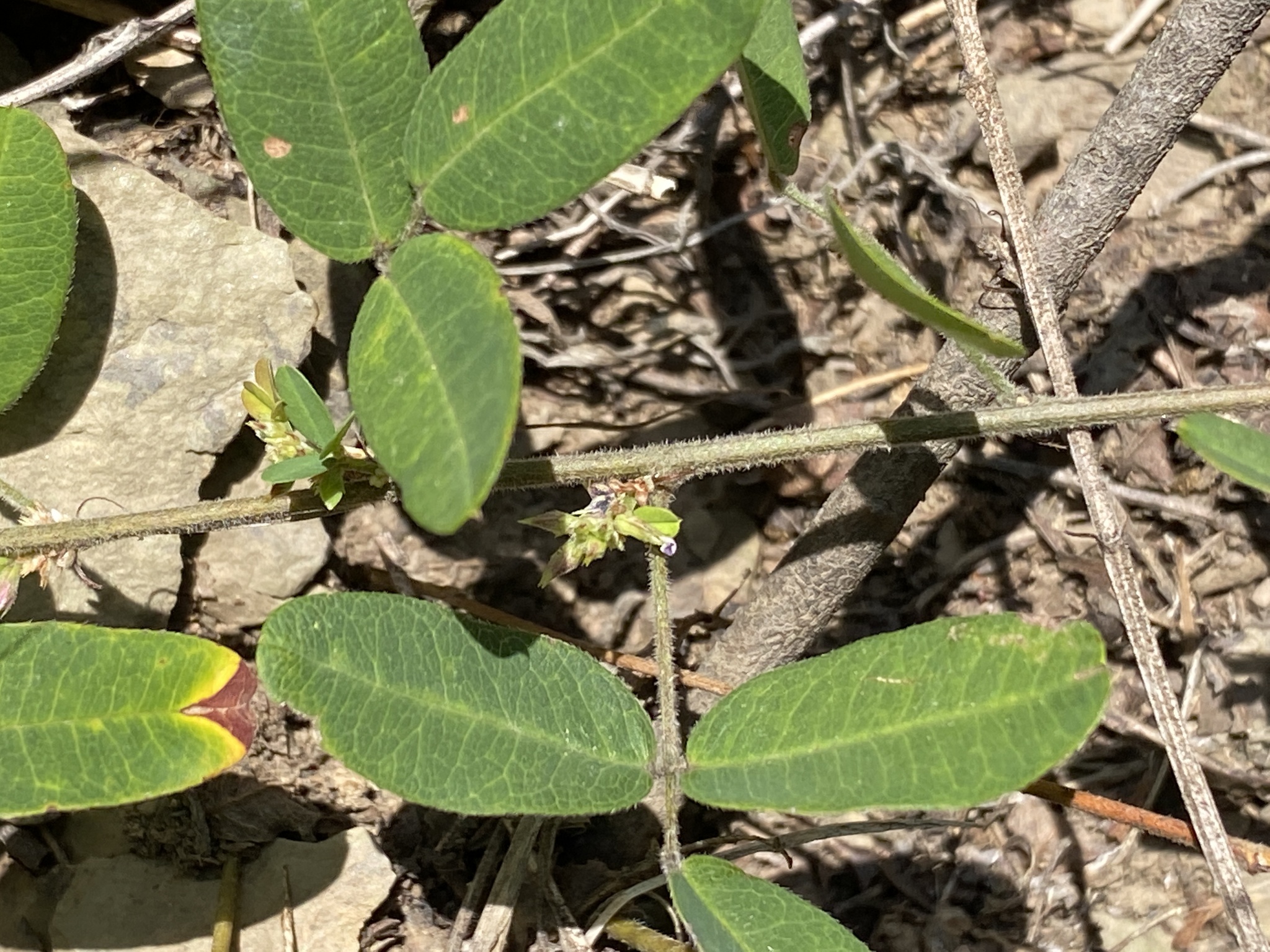 About Britton's Bushclover - Maryland Biodiversity Project