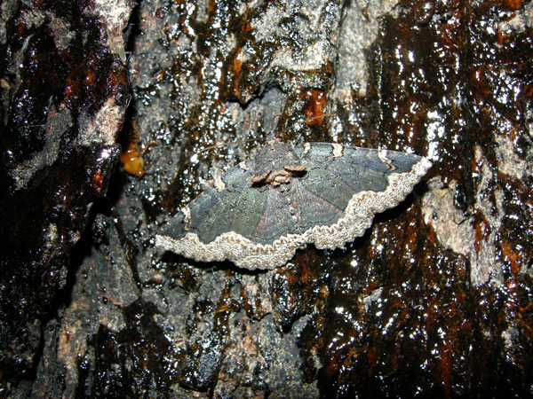 About Horrid Zale Moth - Maryland Biodiversity Project